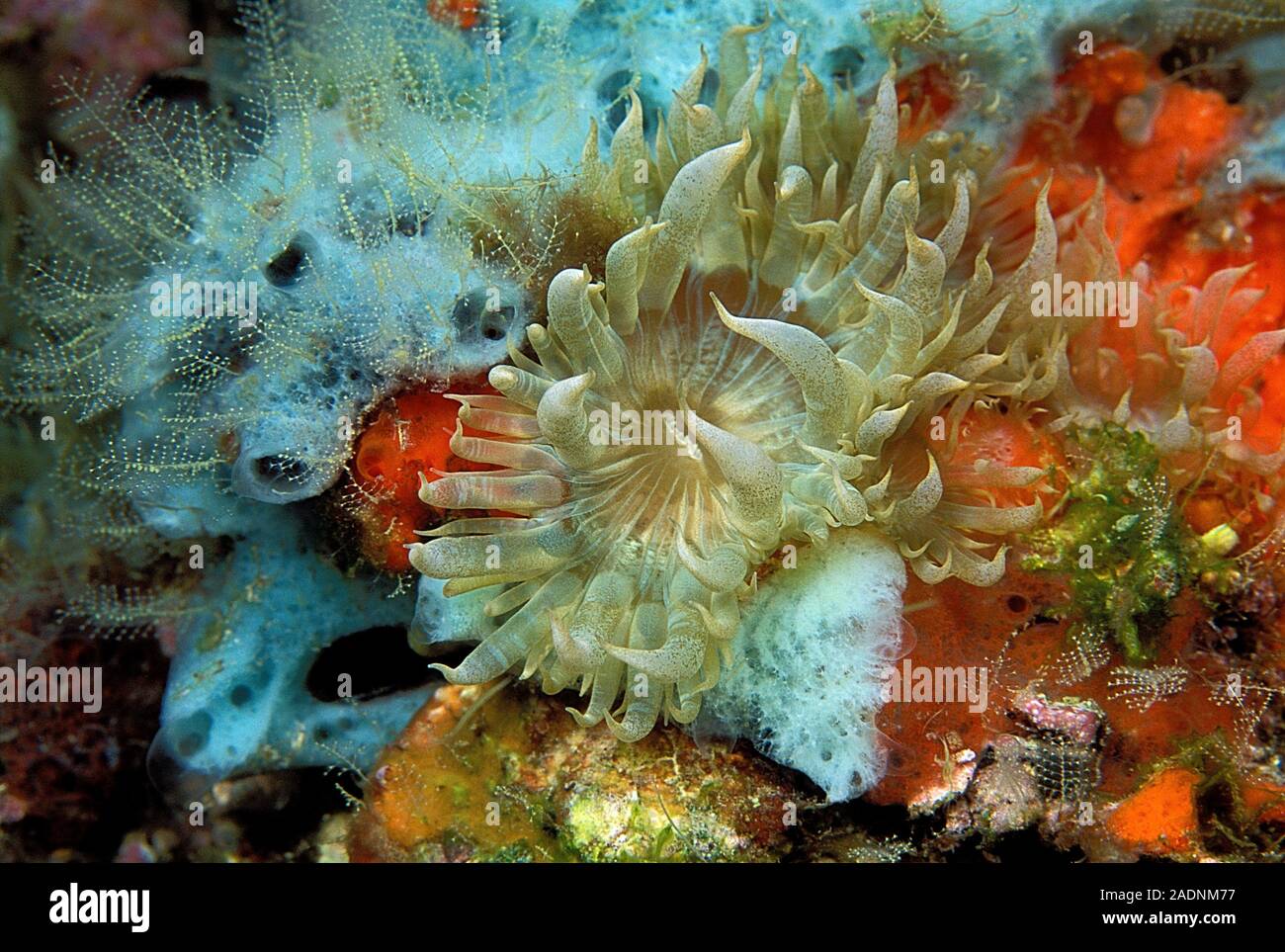 Dahlia sea anemone (Order Actiniaria, centre), between colonising ...