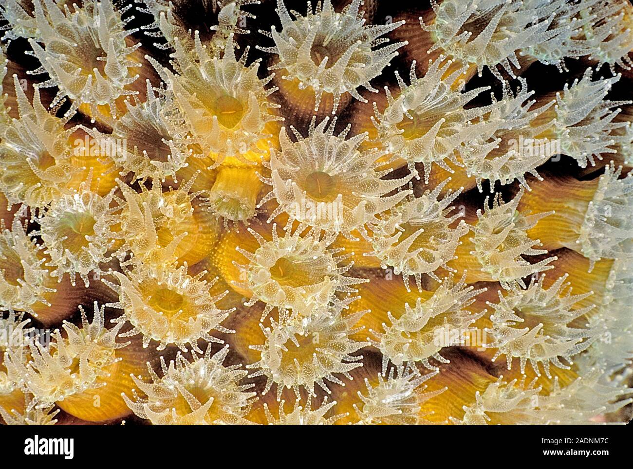 Great star coral colony (Montastraea cavernosa). The colony is ...