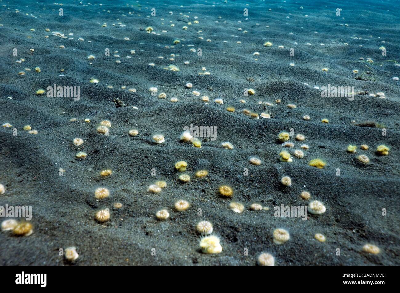 Individual solitary coral (Heterocyathus aequicostatus) on a sea floor ...