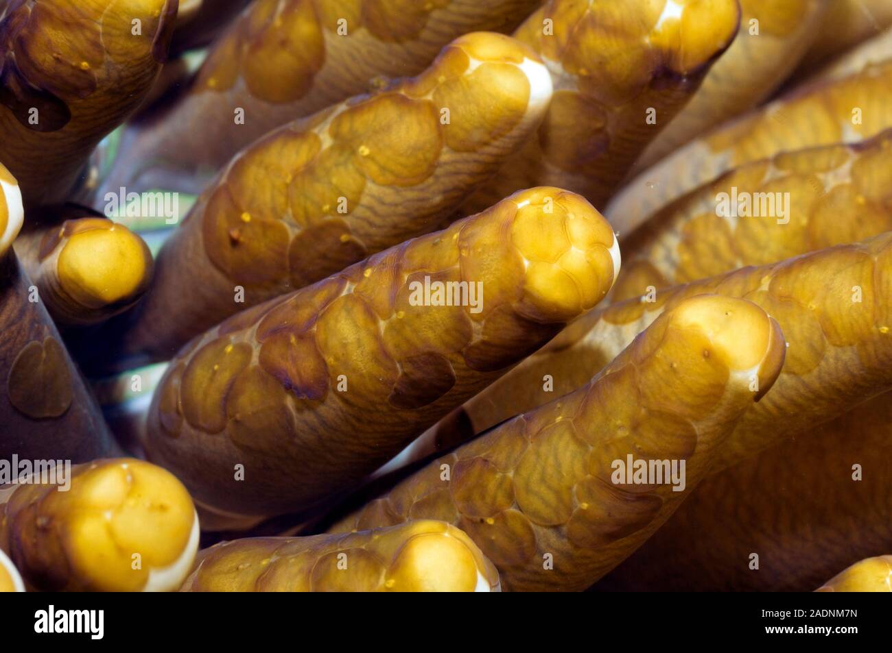 Aceol flatworms (Wamiona sp.) almost completely covering mushroom coral ...