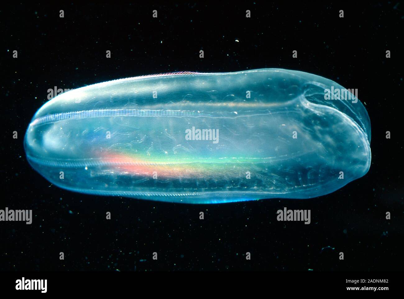Melon jellyfish. Interference patterns of light along the length of a ...
