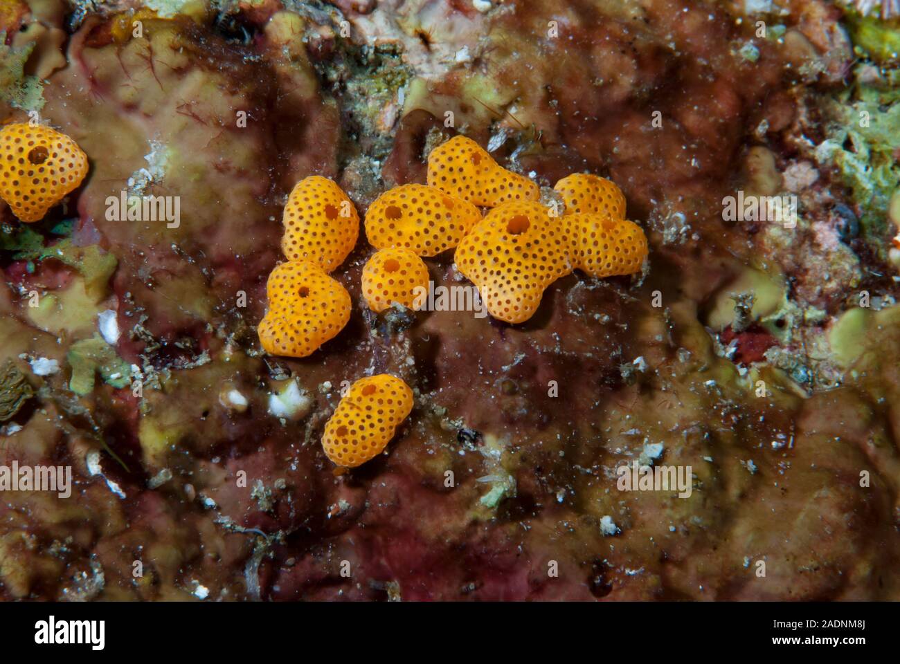 Colonial ascidians hi-res stock photography and images - Alamy
