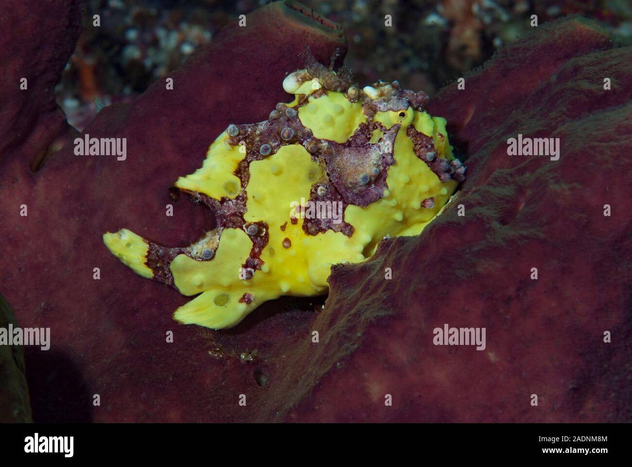Warty fish texture hi-res stock photography and images - Alamy