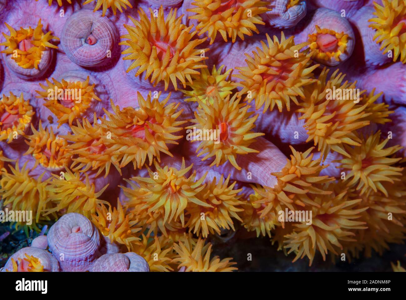 Hydrozoan polyps hi-res stock photography and images - Alamy