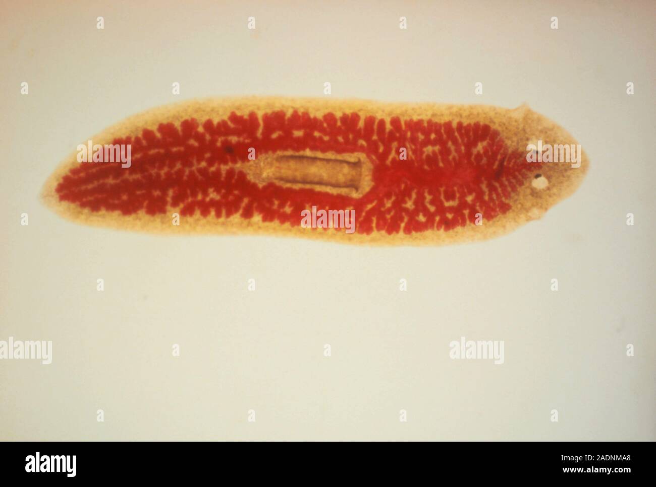 Flatworm. Light micrograph of an unidentified flatworm or planarian ...