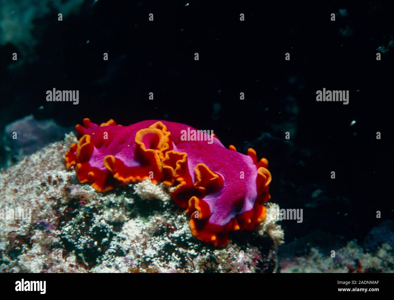 Flatworm. Unidentified marine flatworm moving across the seabed. These ...