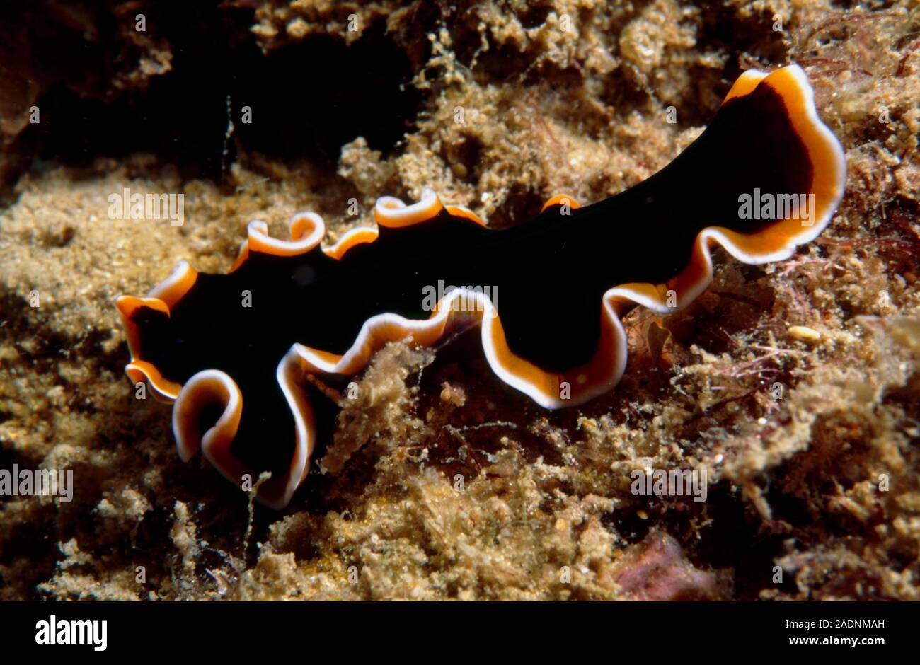 Flatworm. Marine flatworm, Pseudobiceros hancocokanus, moving across ...
