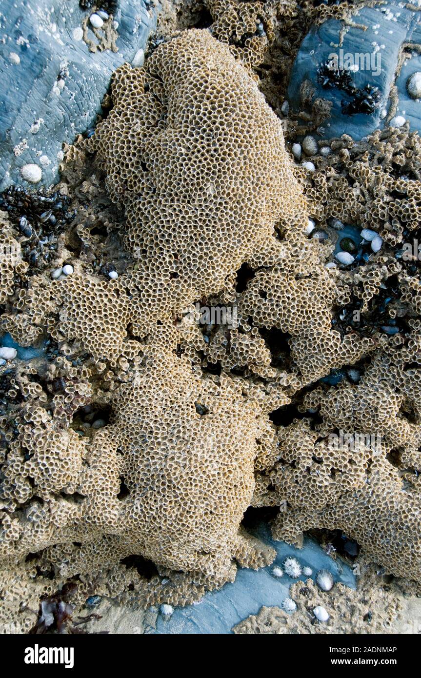 Honeycomb worm colony. Honeycomb 'reef' built by a colony of honeycomb ...