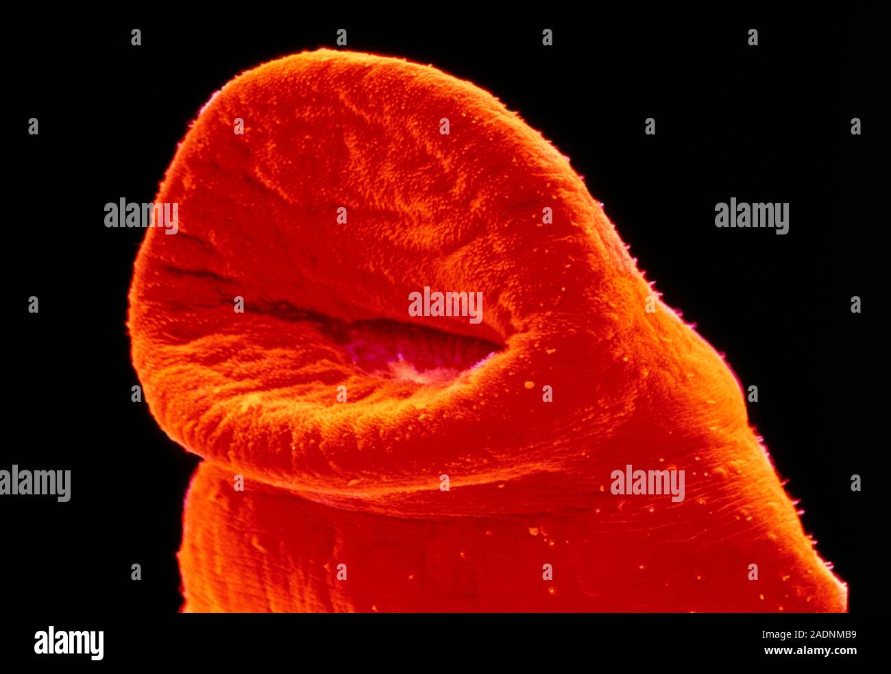 False-colour scanning electron micrograph (SEM) of the head & mouth ...