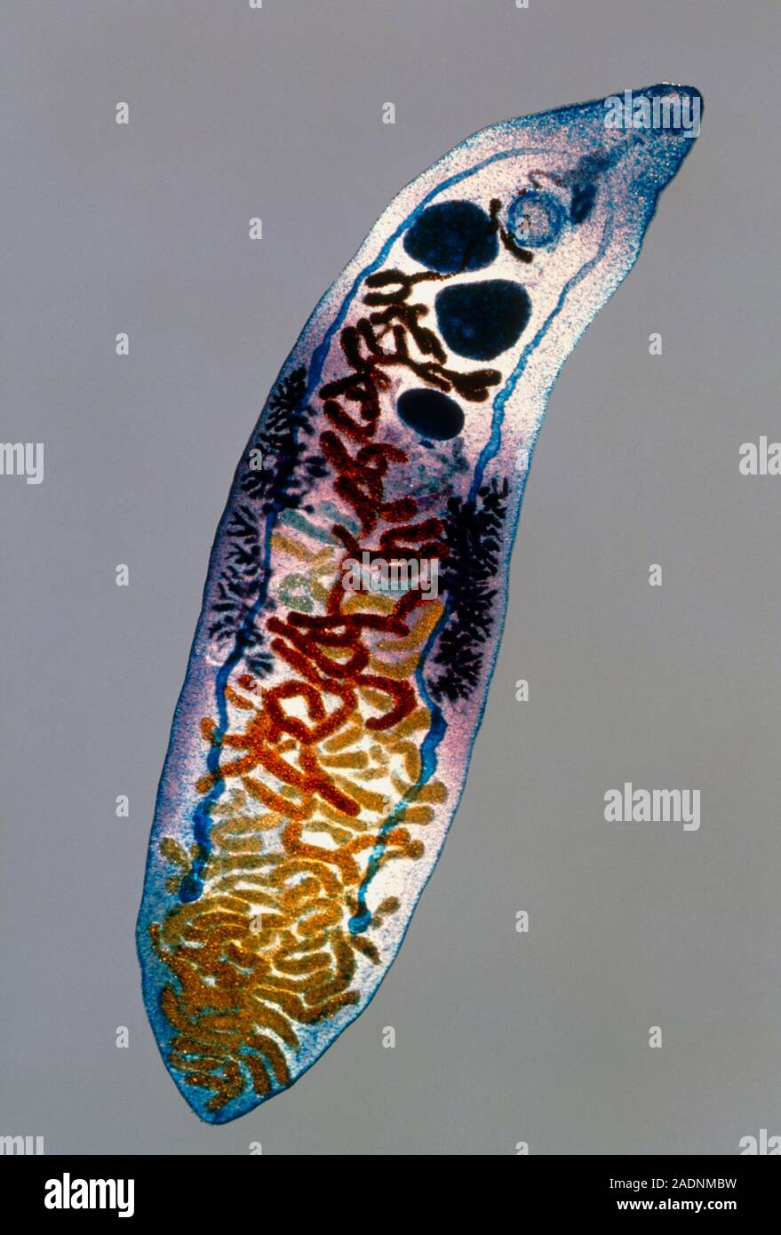Dicrocoelium fluke. Light micrograph of a Dicro- coelium dendriticum ...
