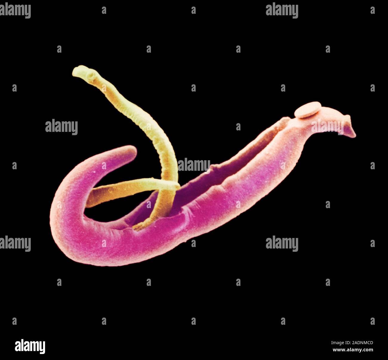 Schistosome parasites. Coloured scanning electron micrograph (SEM) of ...