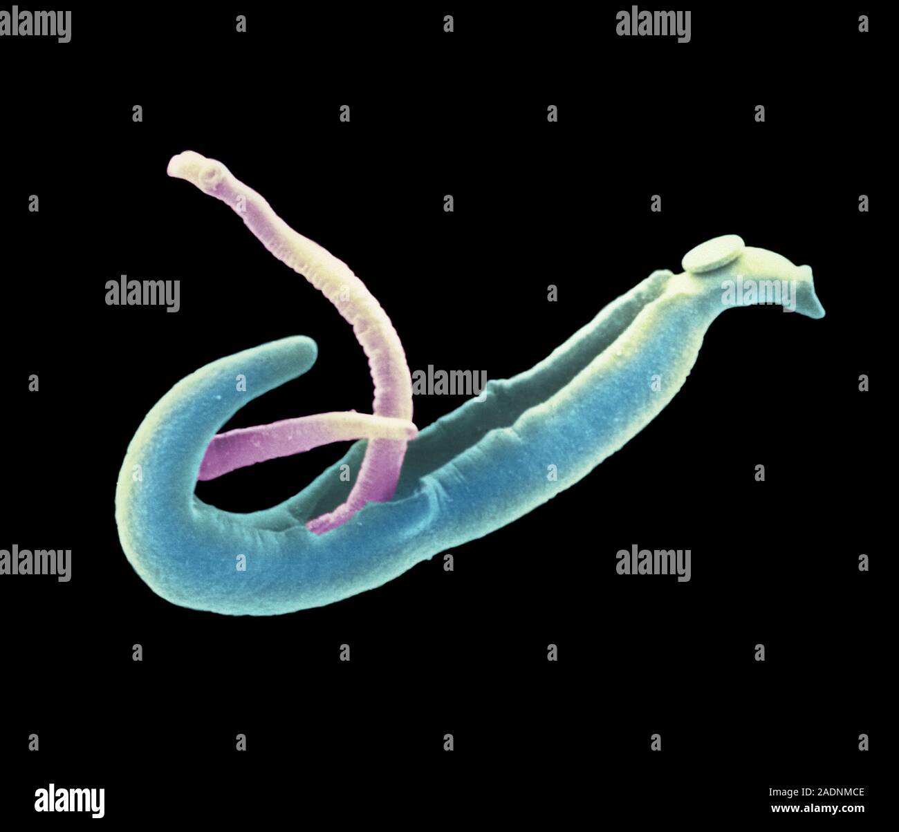 Schistosome parasites. Coloured scanning electron micrograph (SEM) of ...