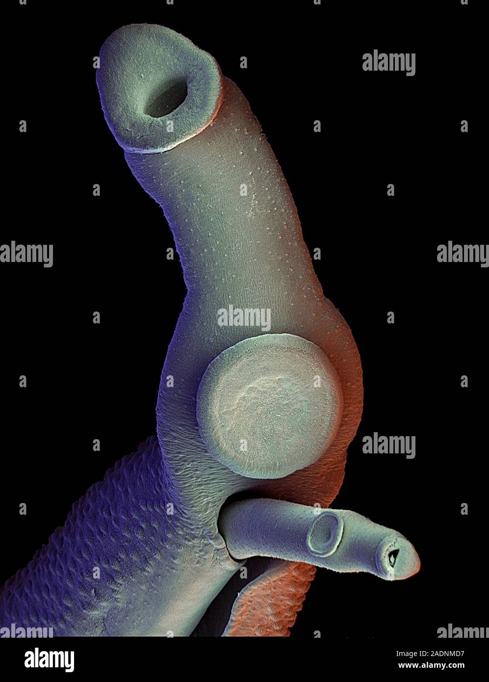 Mating schistosome flukes. Coloured scanning electron micrograph (SEM ...