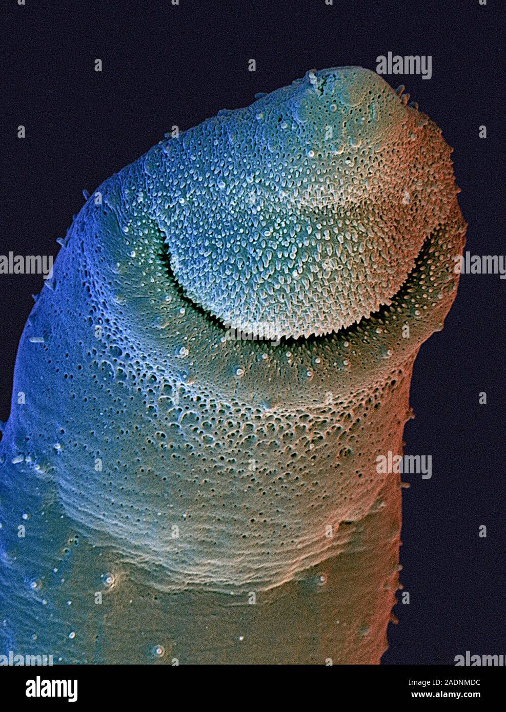 Female schistosome fluke. Coloured scanning electron micrograph (SEM ...
