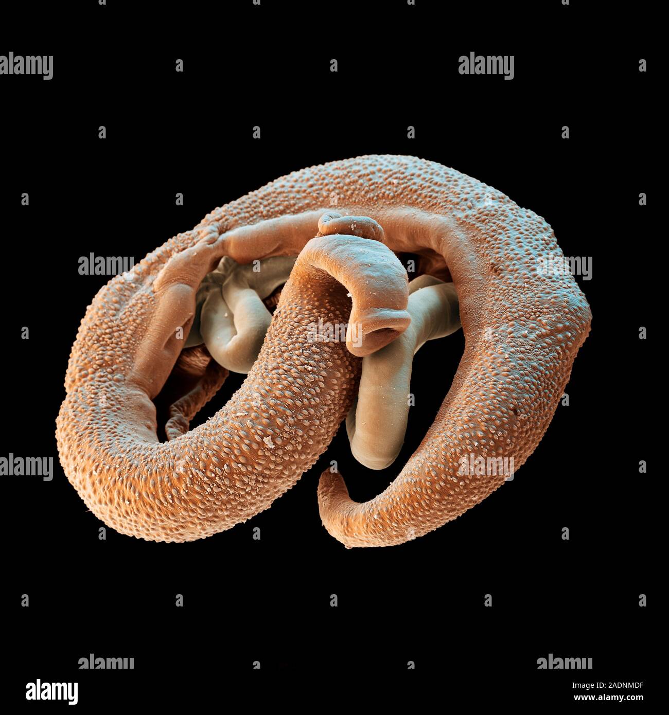 Mating schistosome flukes. Coloured scanning electron micrograph (SEM ...