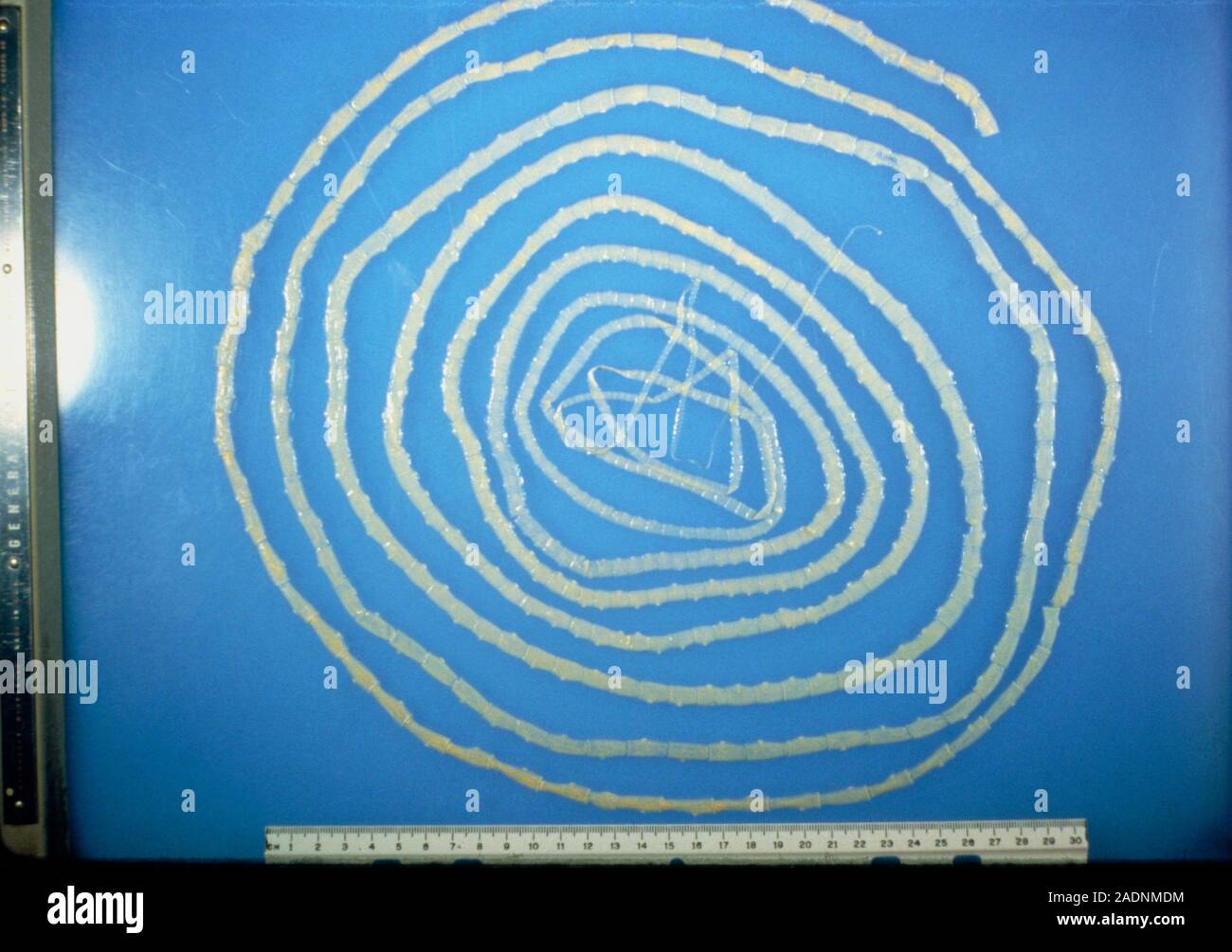 Beef tapeworm. Macrophotograph of a coiled beef tapeworm, Taenia ...