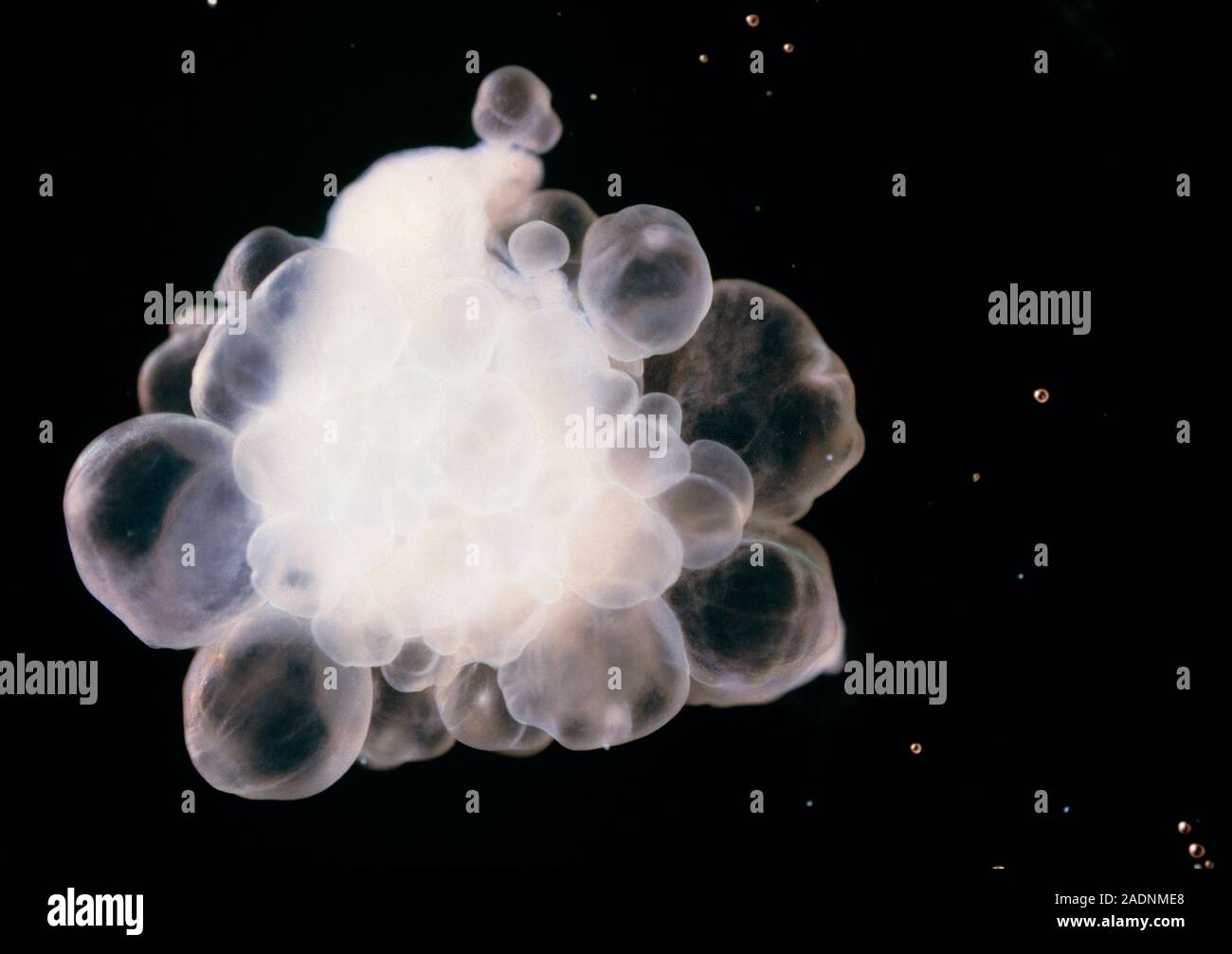 Larva of mouse tapeworm. Light micrograph of the budding larval stage ...