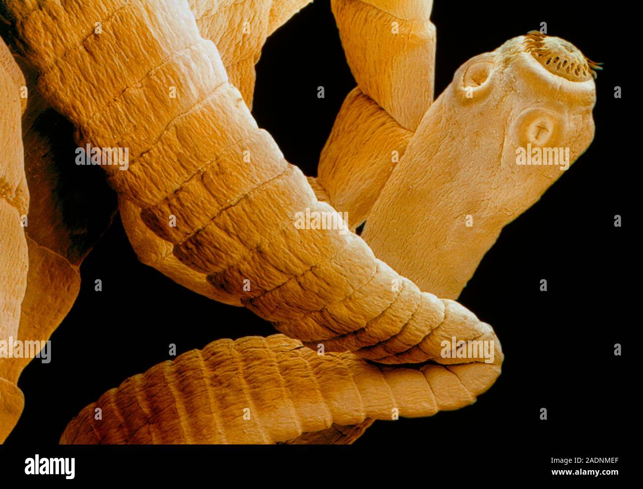 Tapeworm. Coloured scanning electron micrograph (SEM) of a parasitic ...