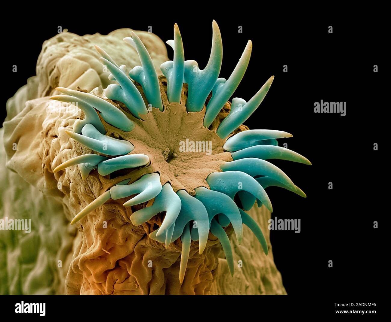 Dog tapeworm head. Coloured scanning electron micrograph (SEM) of the ...