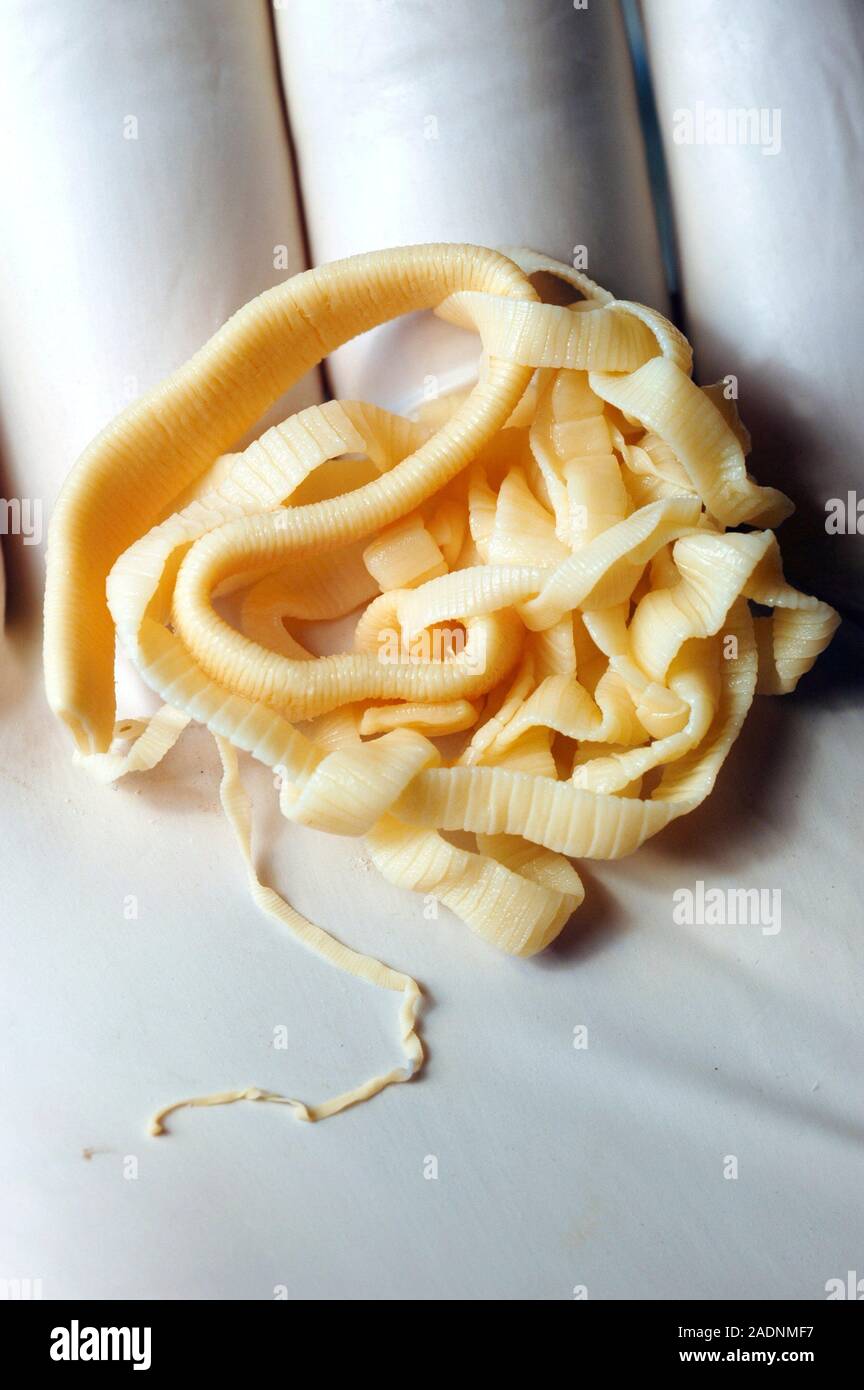 Tapeworm held in a gloved hand. Adult tapeworms (Taenia sp.) are ...
