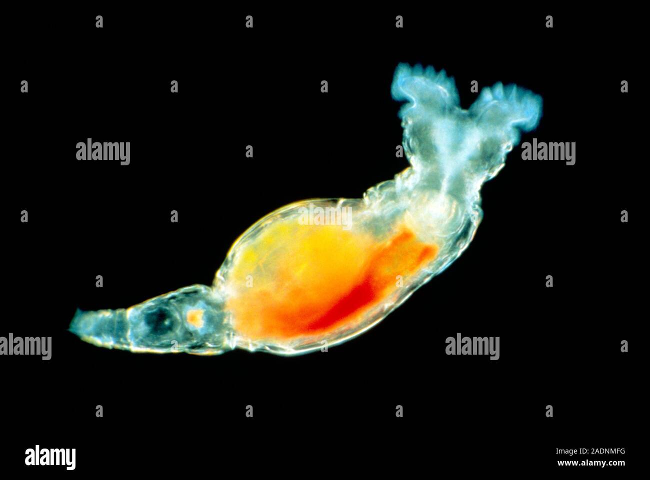 Light micrograph of the Antarctic species of rotifer Philodina gregaria ...