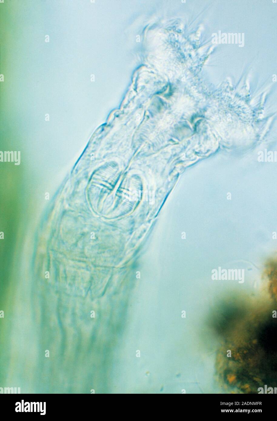 Light micrograph of a common Bdelloid rotifer Rotaria sp. Bdelloid ...