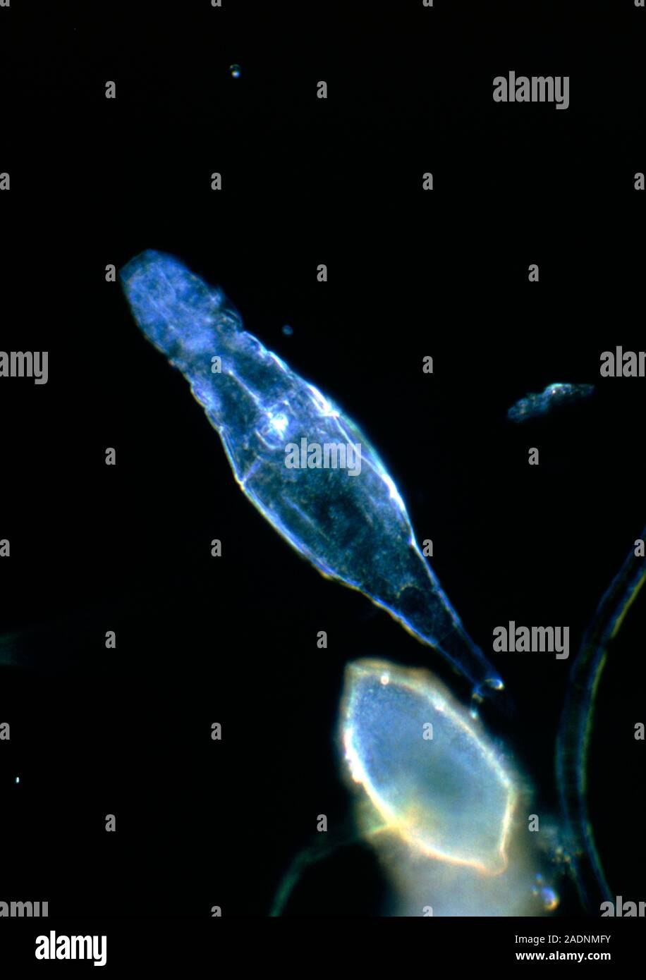 Light micrograph of the hatching of the rotifer Adineta sp. The picture ...