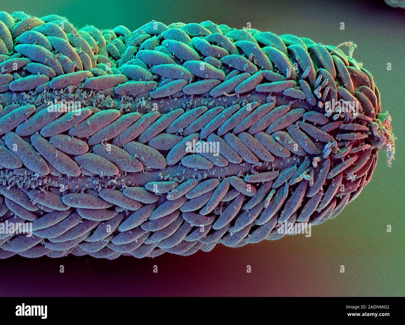 Lepidodasys. Coloured Scanning Electron Micrograph (SEM) of two tracks ...