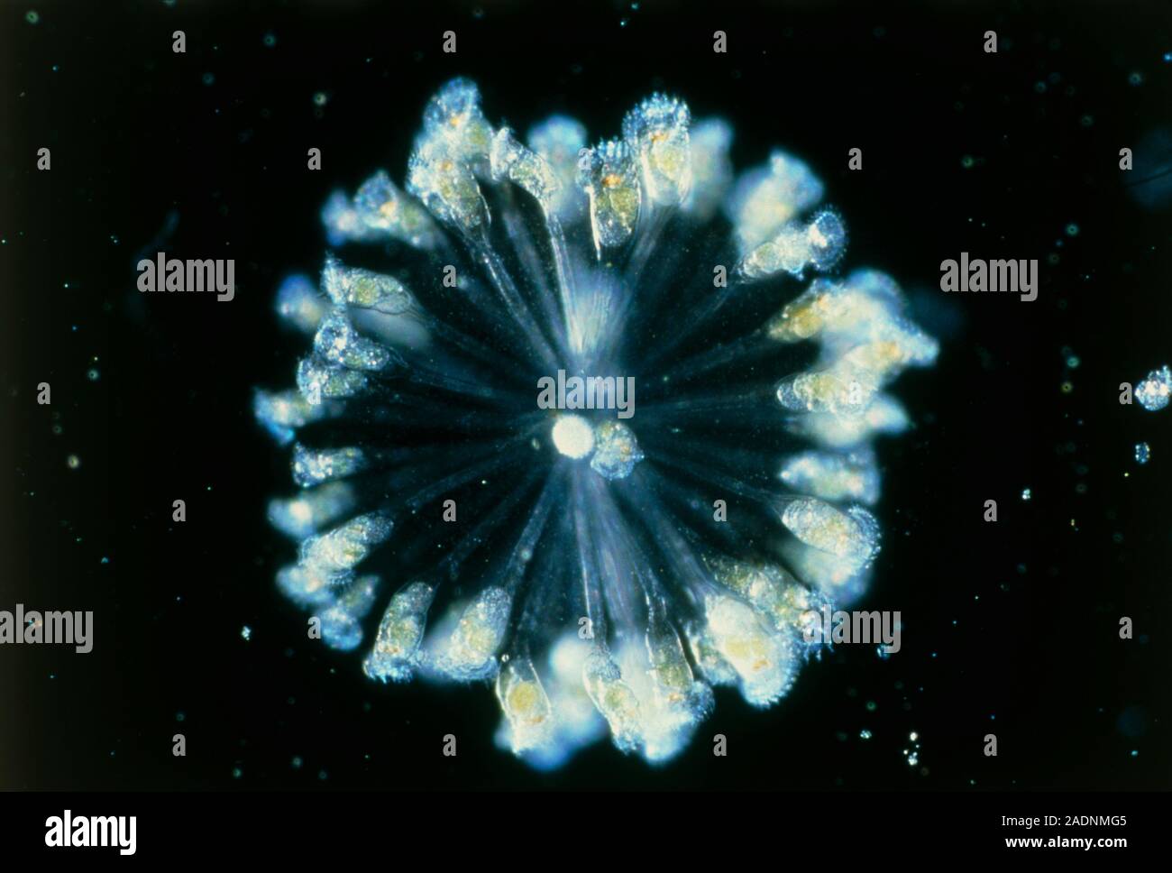 Rotifer colony. Light micrograph of a colony of Conochilus hippocrepis ...