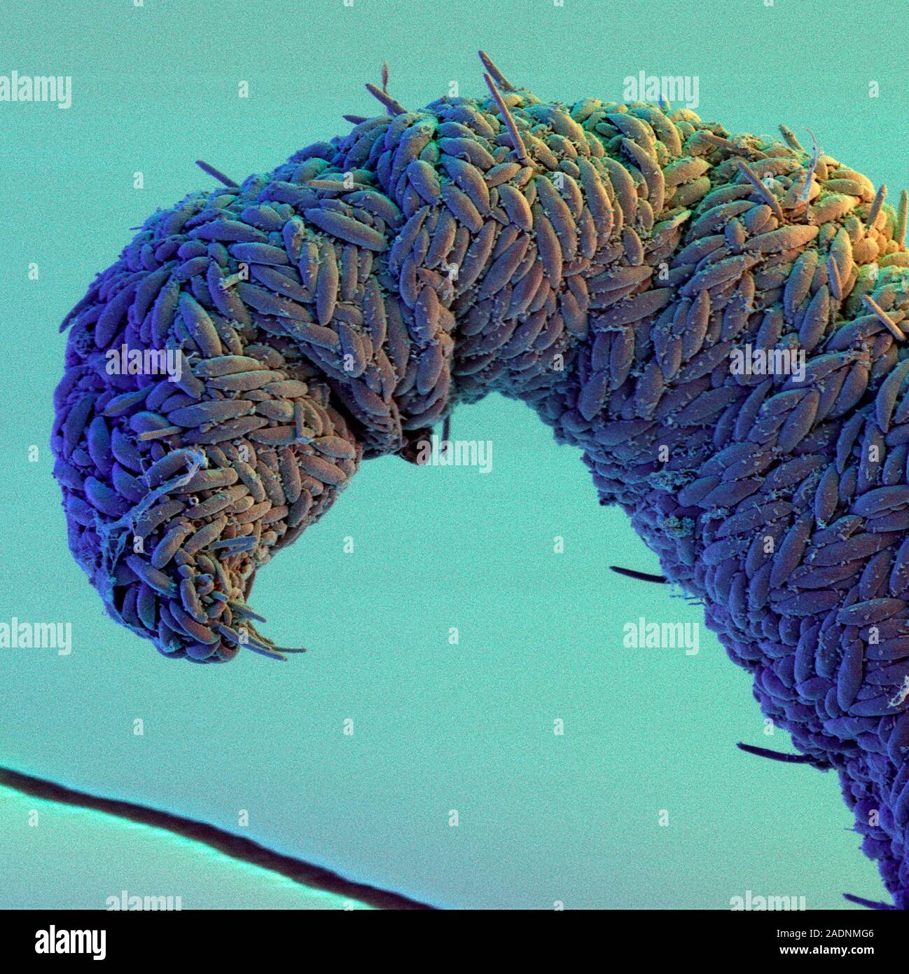 Lepidodasys. Coloured Scanning Electron Micrograph (SEM) of the tail of ...