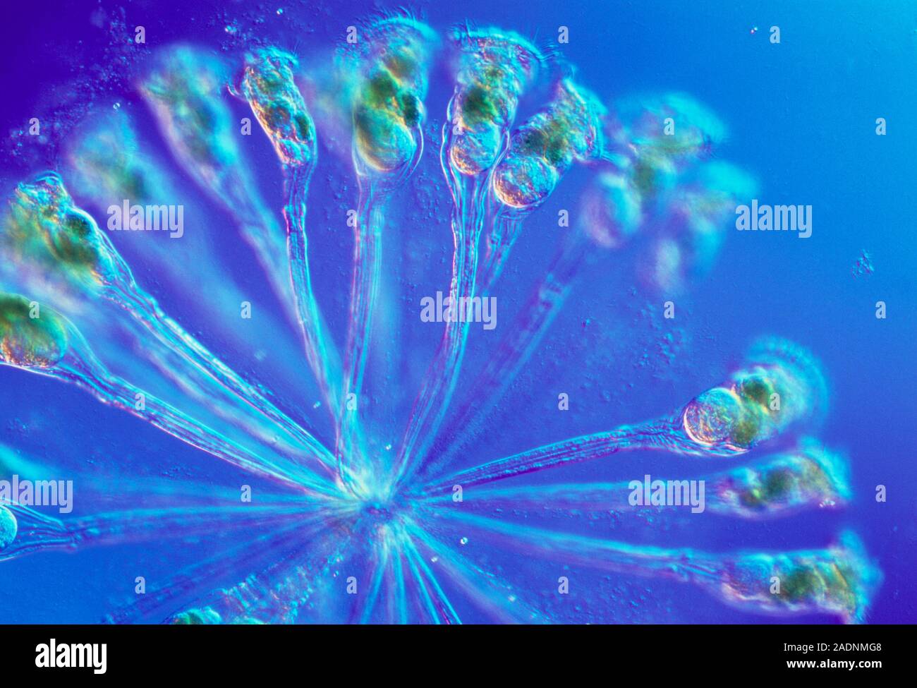 Rotifer colony. Light micrograph of a colony of Conochilus hippocrepis ...