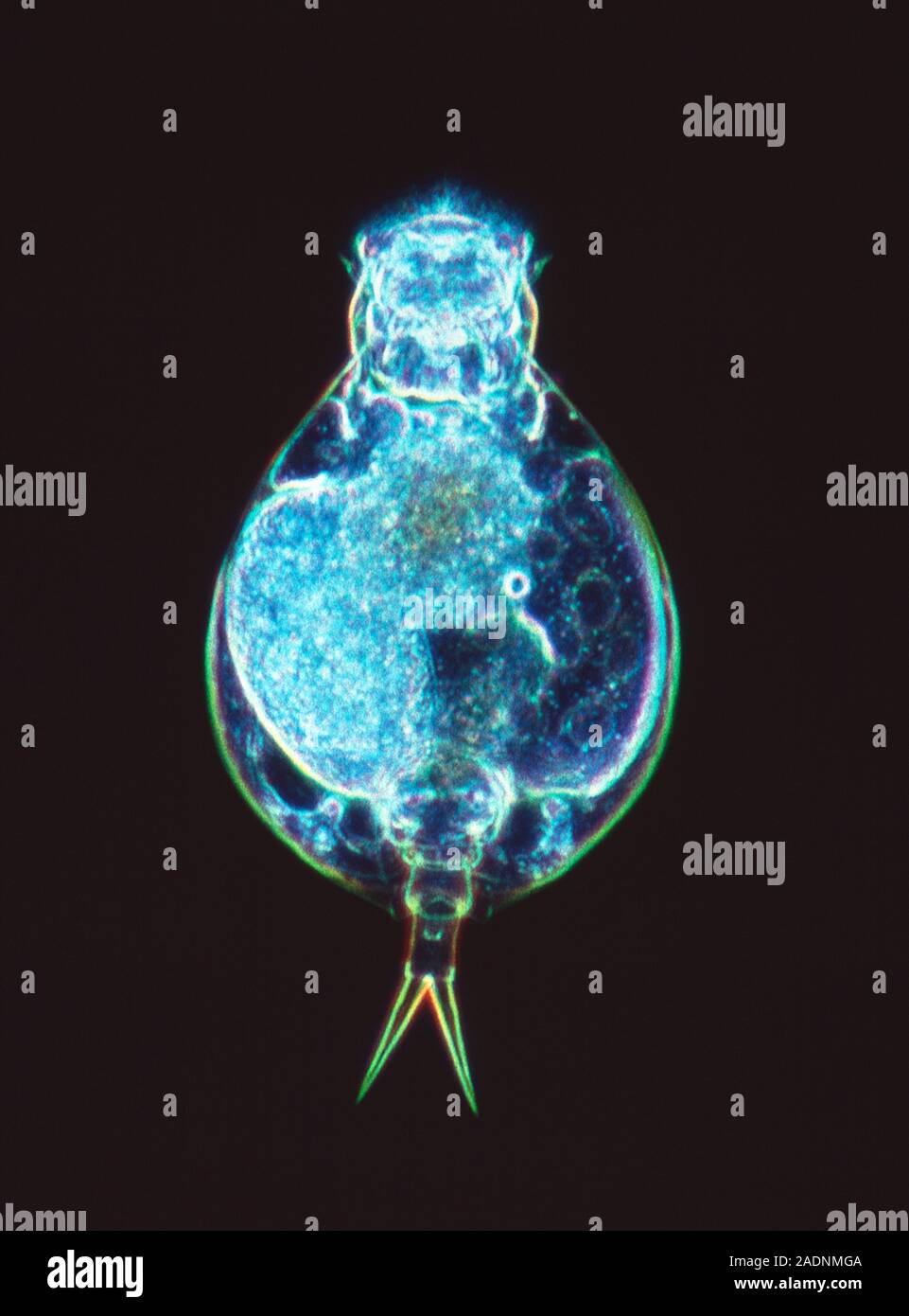 Rotifer worm. Light micrograph of the rotifer worm Lepadella Patella ...