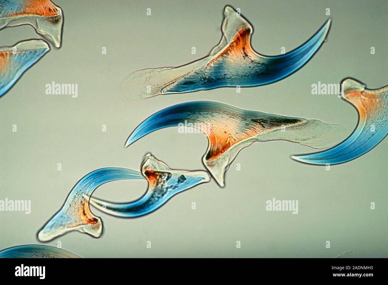 Polarised light micrograph of the hooks of a hookworm Ancylostoma spp ...