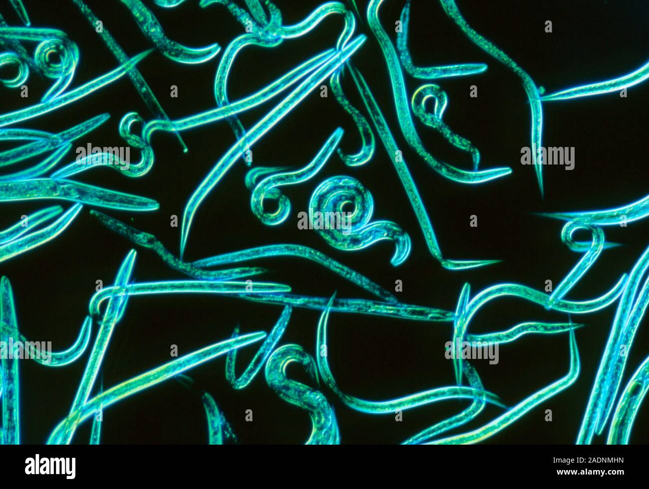 Light micrograph of Caenorhabditis elegans, a soil-dwelling bisexual nematode worm which feeds ...