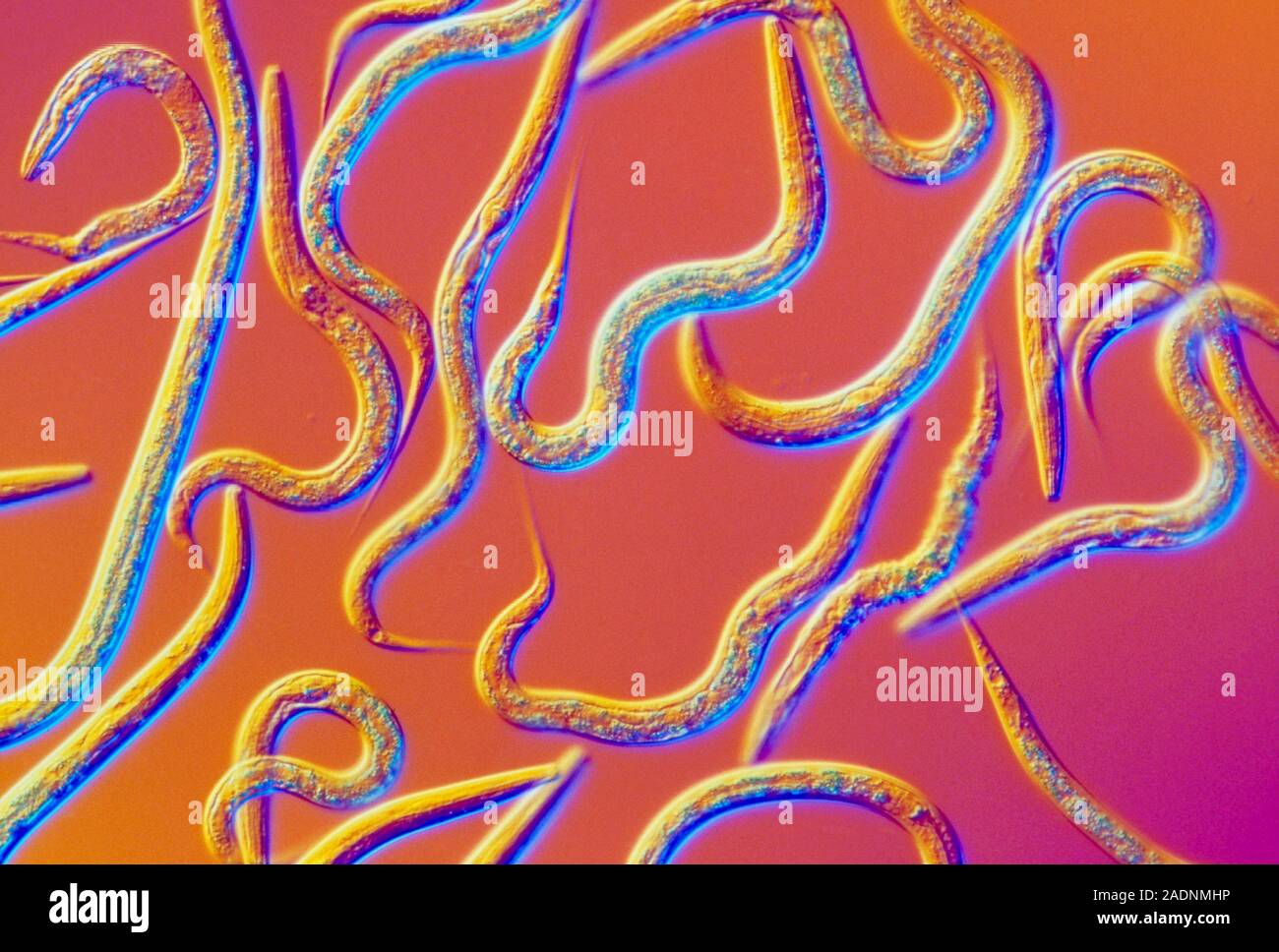 Light micrograph of Caenorhabditis elegans, a soil-dwelling bisexual nematode worm which feeds ...