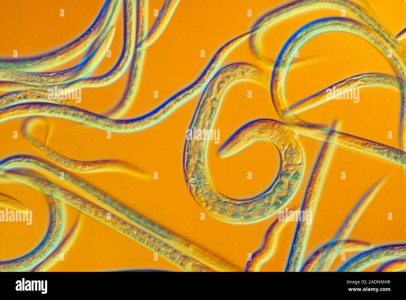 Light micrograph of Caenorhabditis elegans, a soil-dwelling bisexual nematode worm which feeds ...