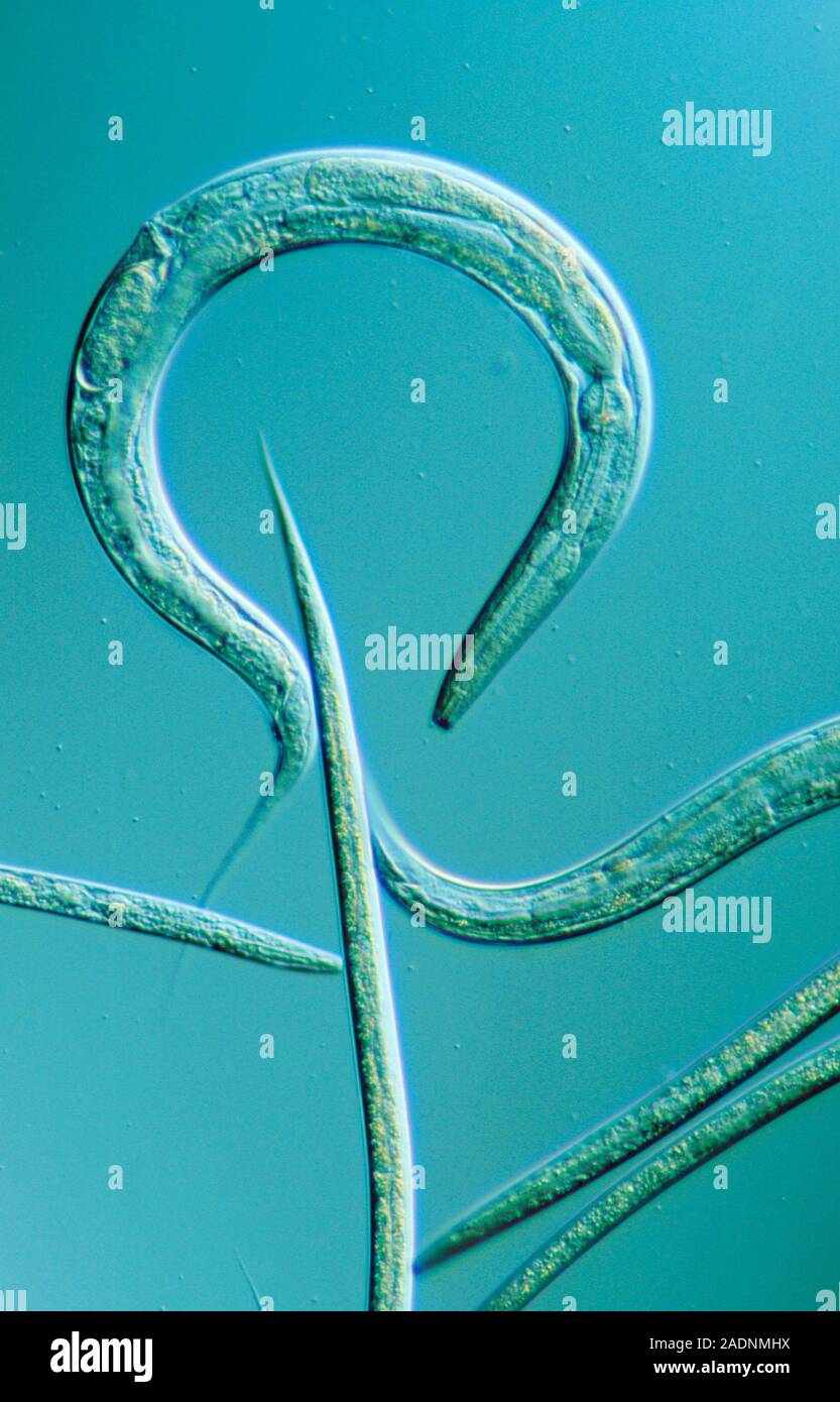 Light micrograph of Caenorhabditis elegans, a soil-dwelling bisexual nematode worm which feeds ...
