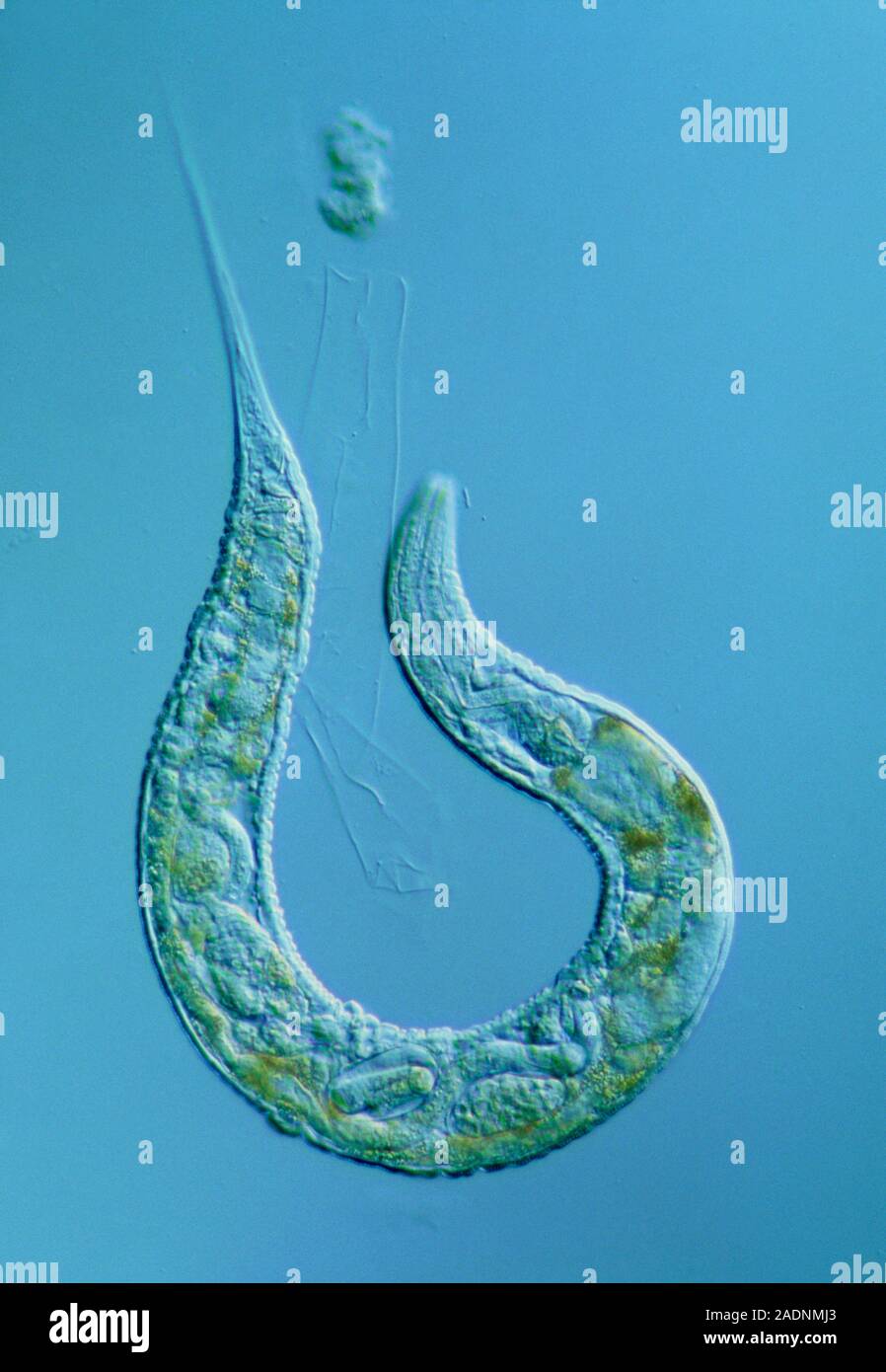Light micrograph of Caenorhabditis elegans, a soil-dwelling bisexual nematode worm which feeds ...