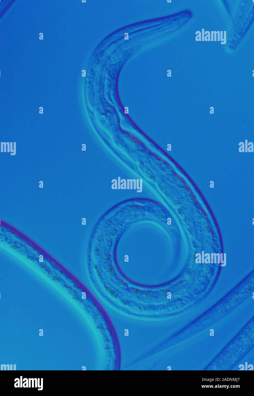 Light micrograph of Caenorhabditis elegans, a soil-dwelling bisexual nematode worm which feeds ...