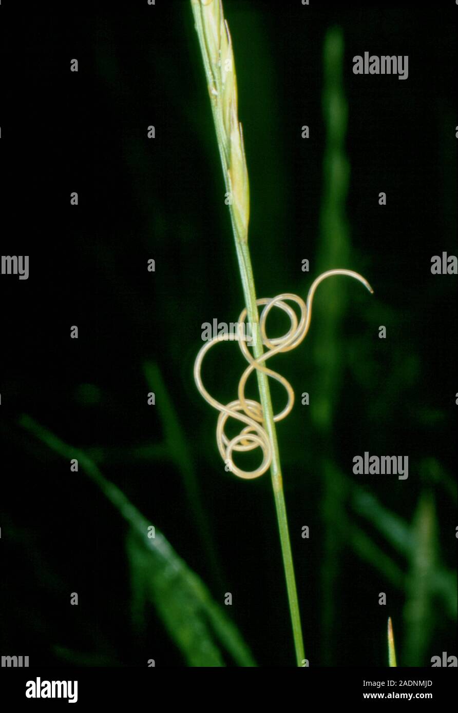 Nematode worm curled around a grass stem. It is a so-called threadworm ...