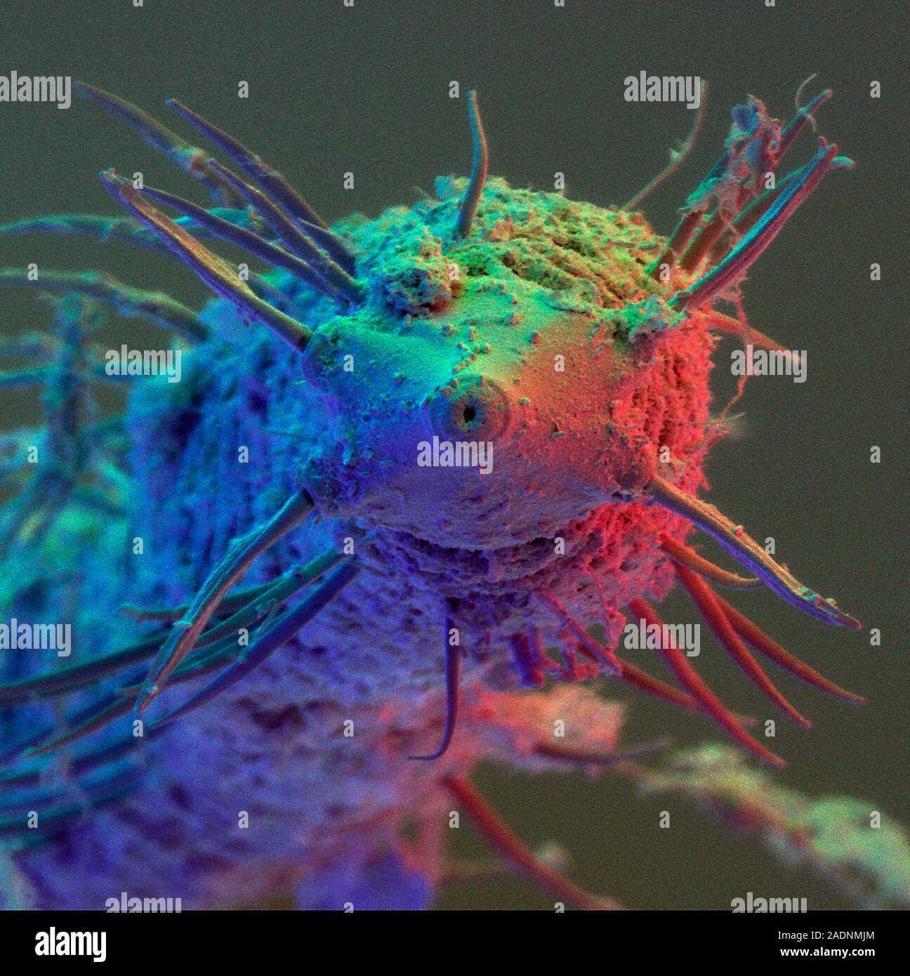 Marine nematode. Coloured scanning electron micrograph of a marine ...