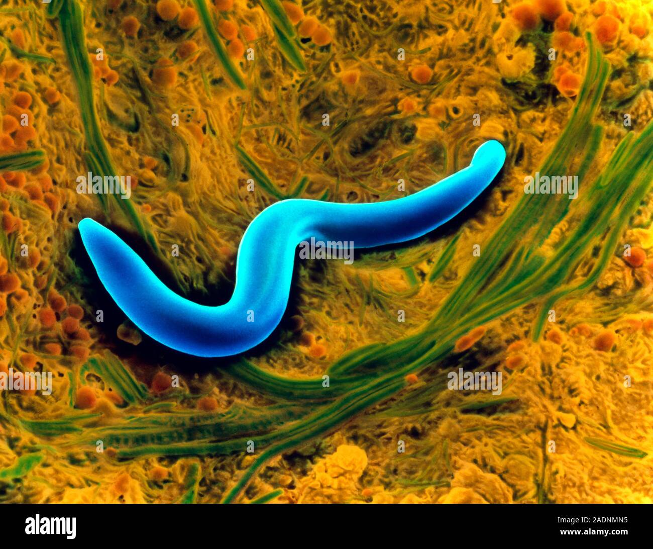 Nematode worm. Coloured scanning electron micrograph (SEM) of an ...