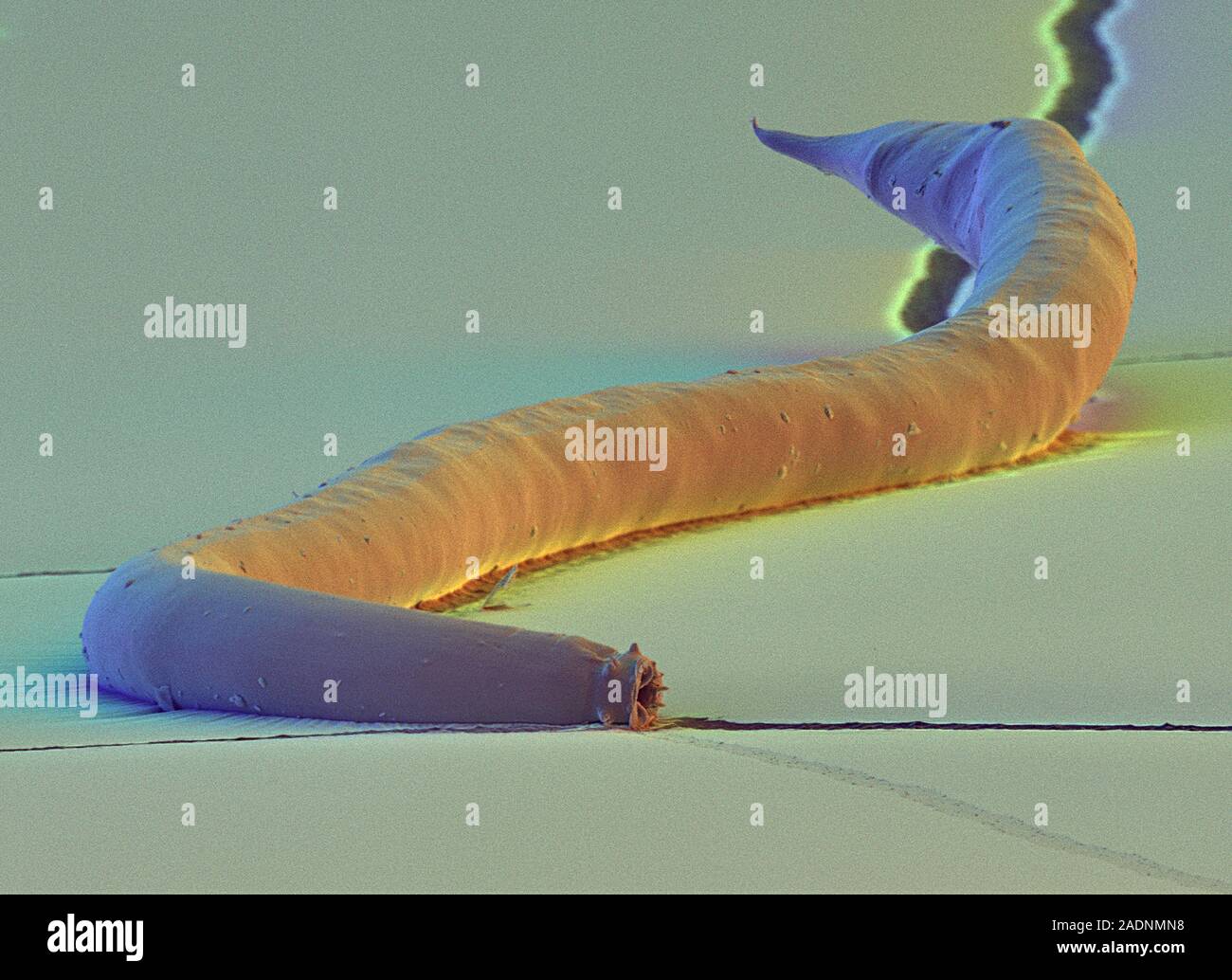 Nematode worm. Coloured scanning electron micrograph (SEM) of an ...