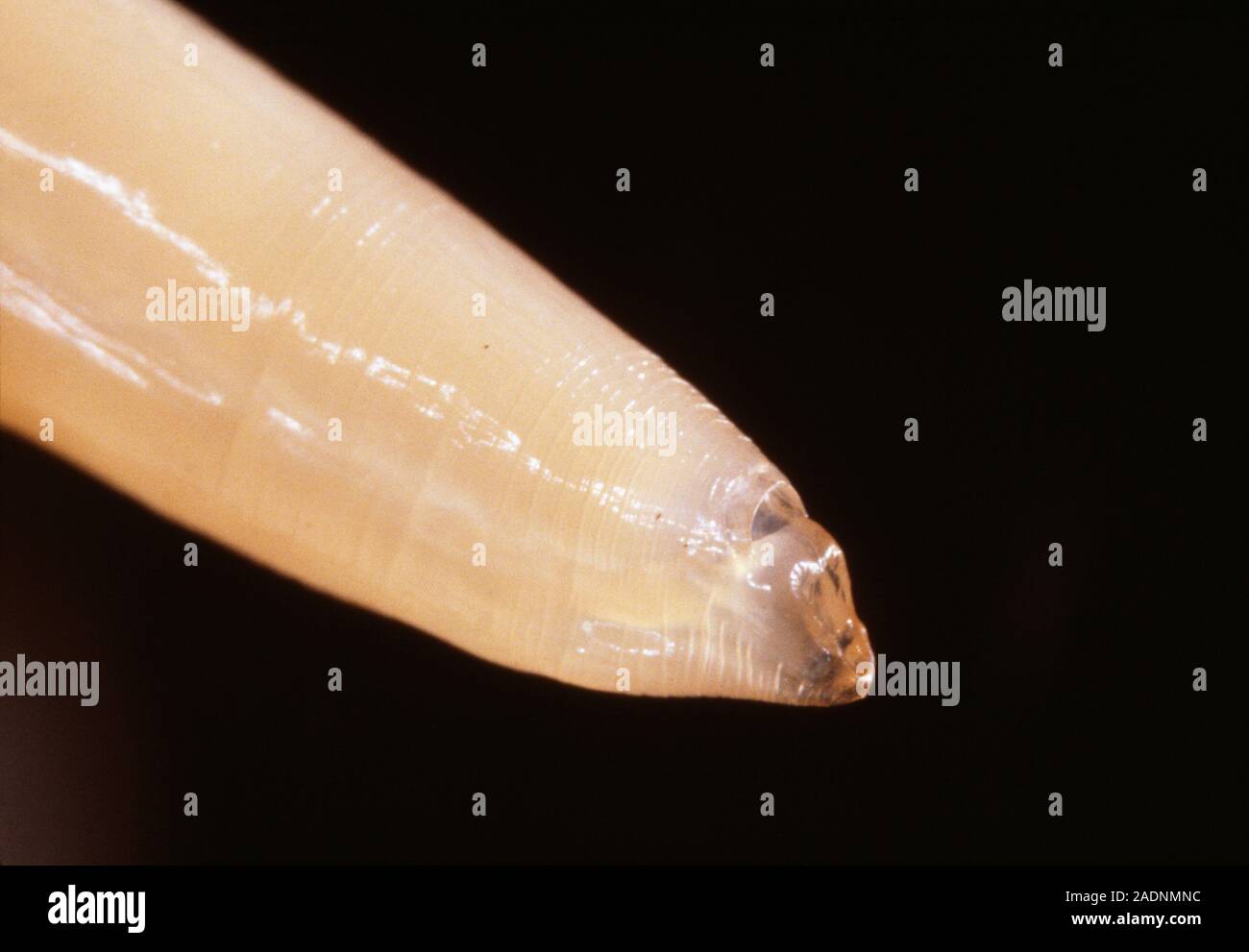 Hookworm parasite. Macrophotograph of the head of the parasitic nematode worm Ancylostoma ...