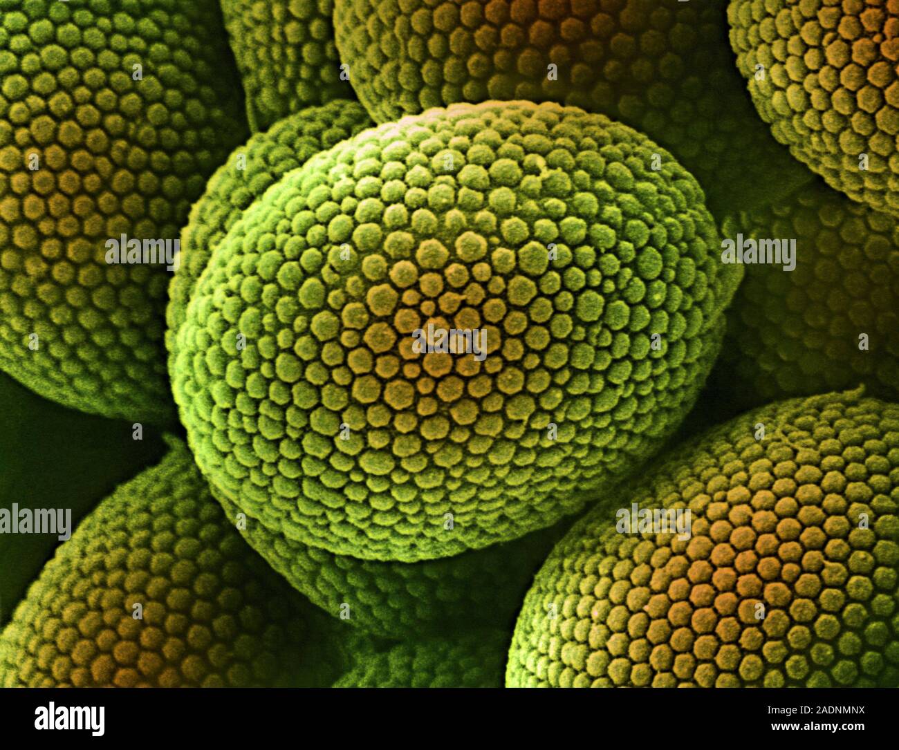 Egg of a nematode worm, coloured scanning electron micrograph (SEM ...