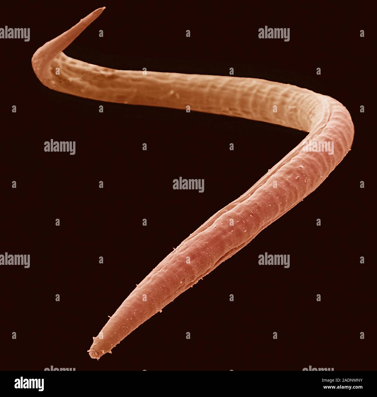 Freshwater nematode worm, coloured scanning electron micrograph (SEM). This is a free-living ...