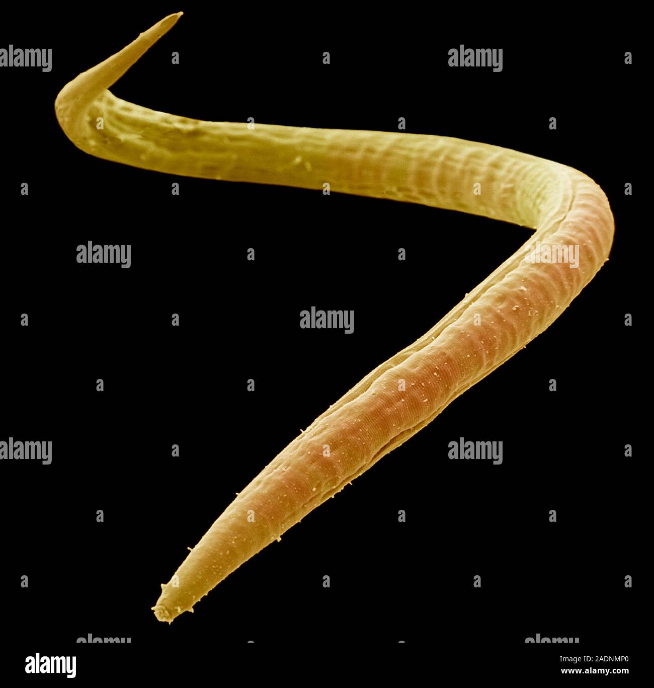 Freshwater nematode worm, coloured scanning electron micrograph (SEM). This is a free-living ...