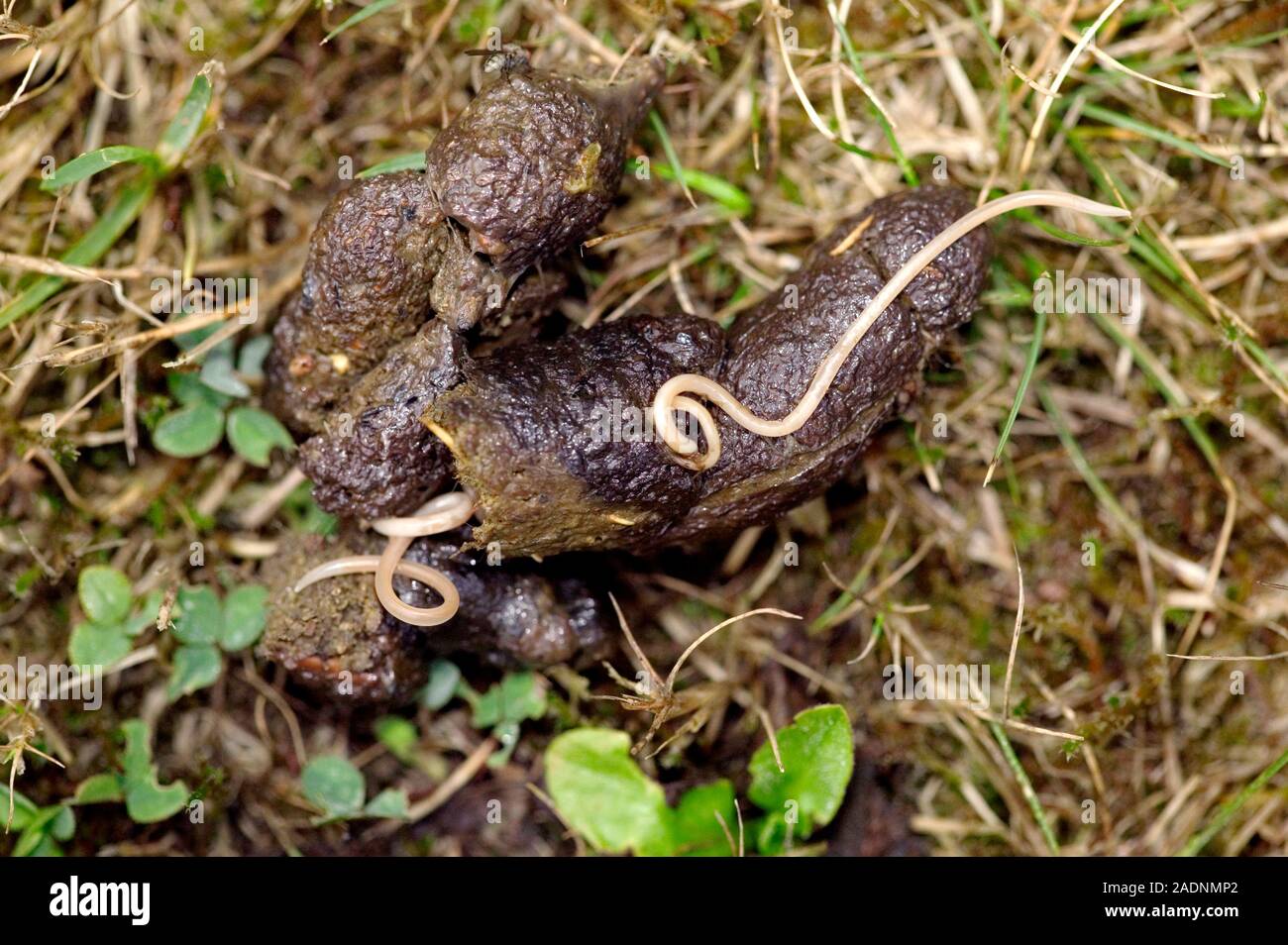 Parasitic worm in dog faeces. This is a nematode worm, a small ...