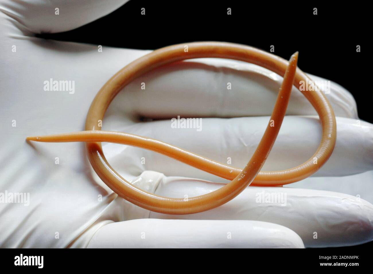 Ascaris Roundworm Ascaris An Overview | ScienceDirect Topics