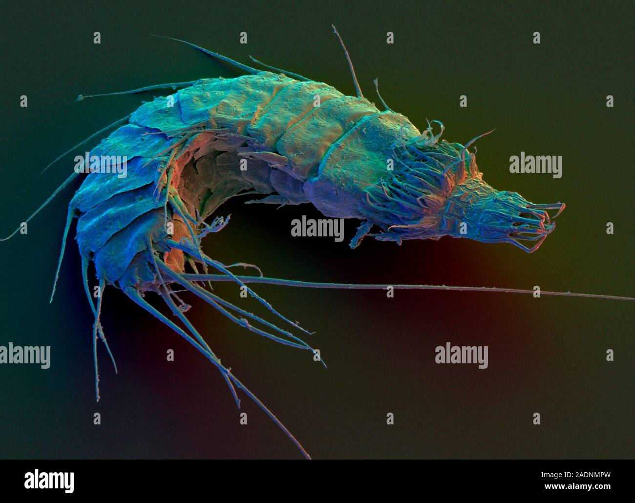 Kinorhynch. Coloured scanning electron micrograph showing Antigomonas ...